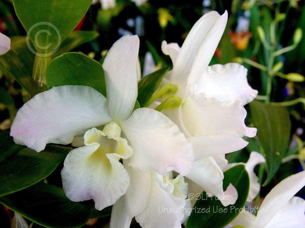 Orchid (Dendrobium Spring Dream 'Kumiko') - Garden.org