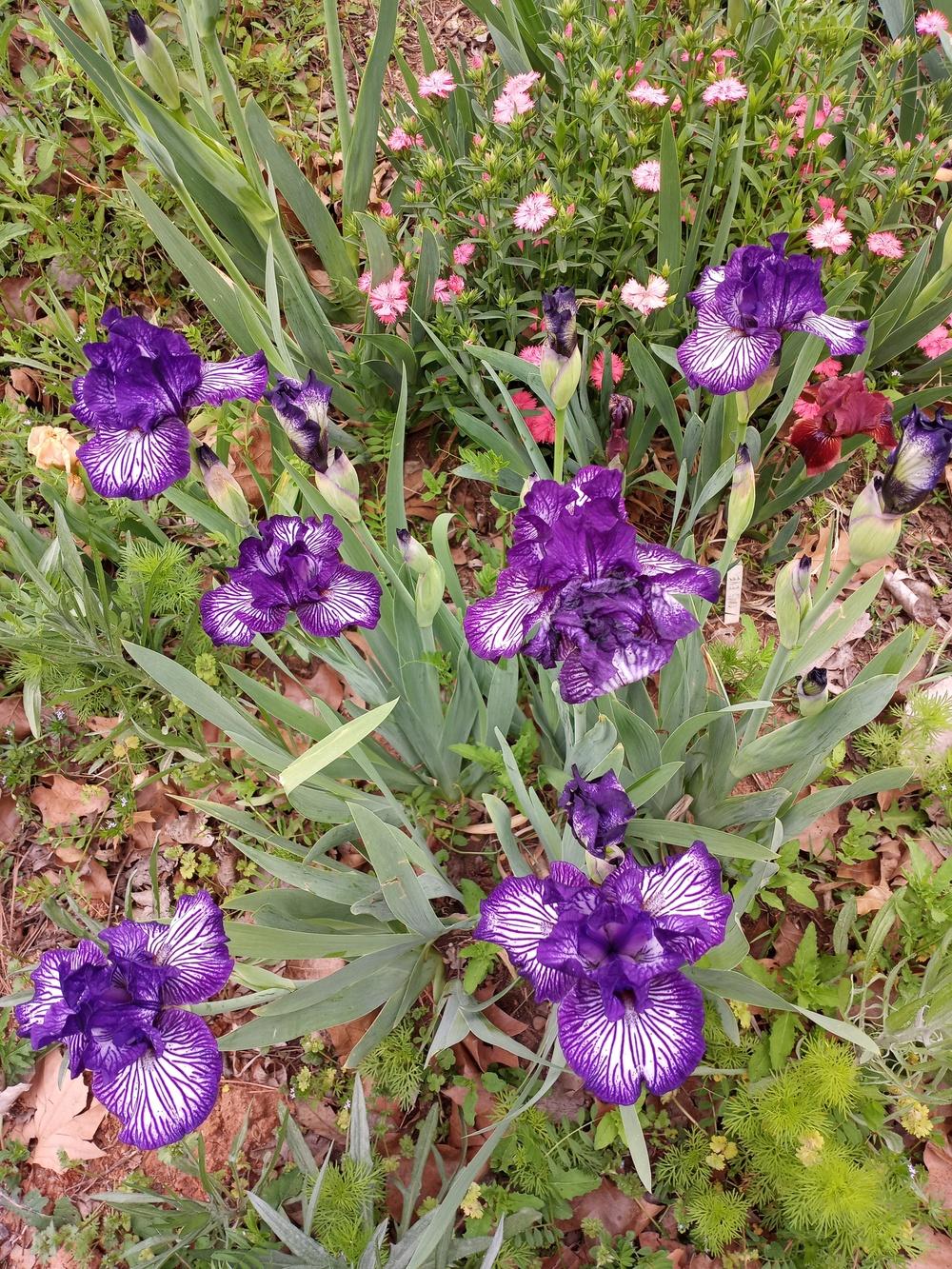 Photo of the entire plant of Intermediate Bearded Iris (Iris 'Line ...