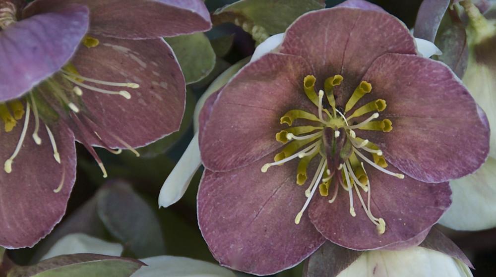 Lenten Rose (Helleborus x hybridus) in the Hellebores Database - Garden.org