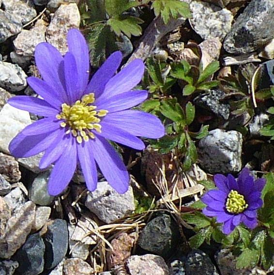 Grecian Windflower (Anemone blanda 'Blue Star') - Garden.org
