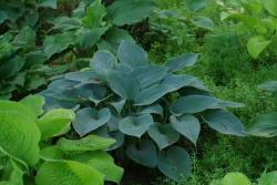 Hosta 'Canadian Blue' in the Hostas Database - Garden.org