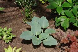 Hosta 'Blue Jay' in the Hostas Database - Garden.org