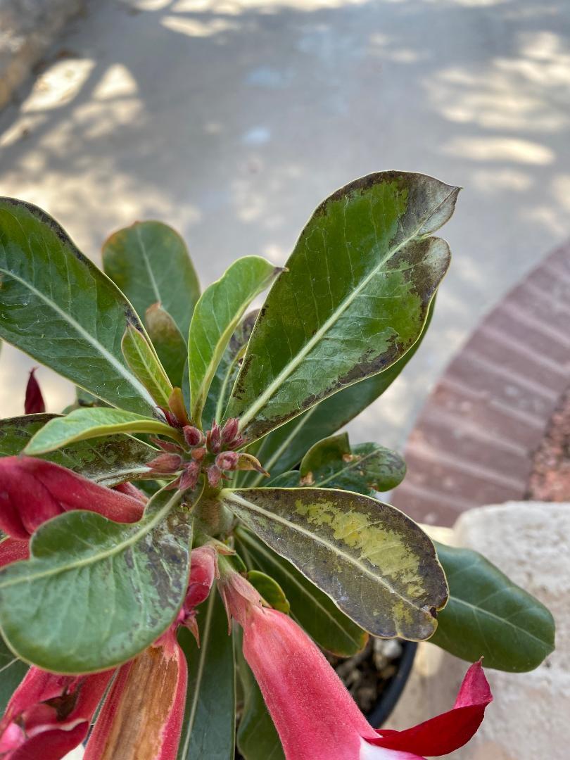 Desert Rose - Adenium Arabicum Vigoro in the Ask a Question forum ...