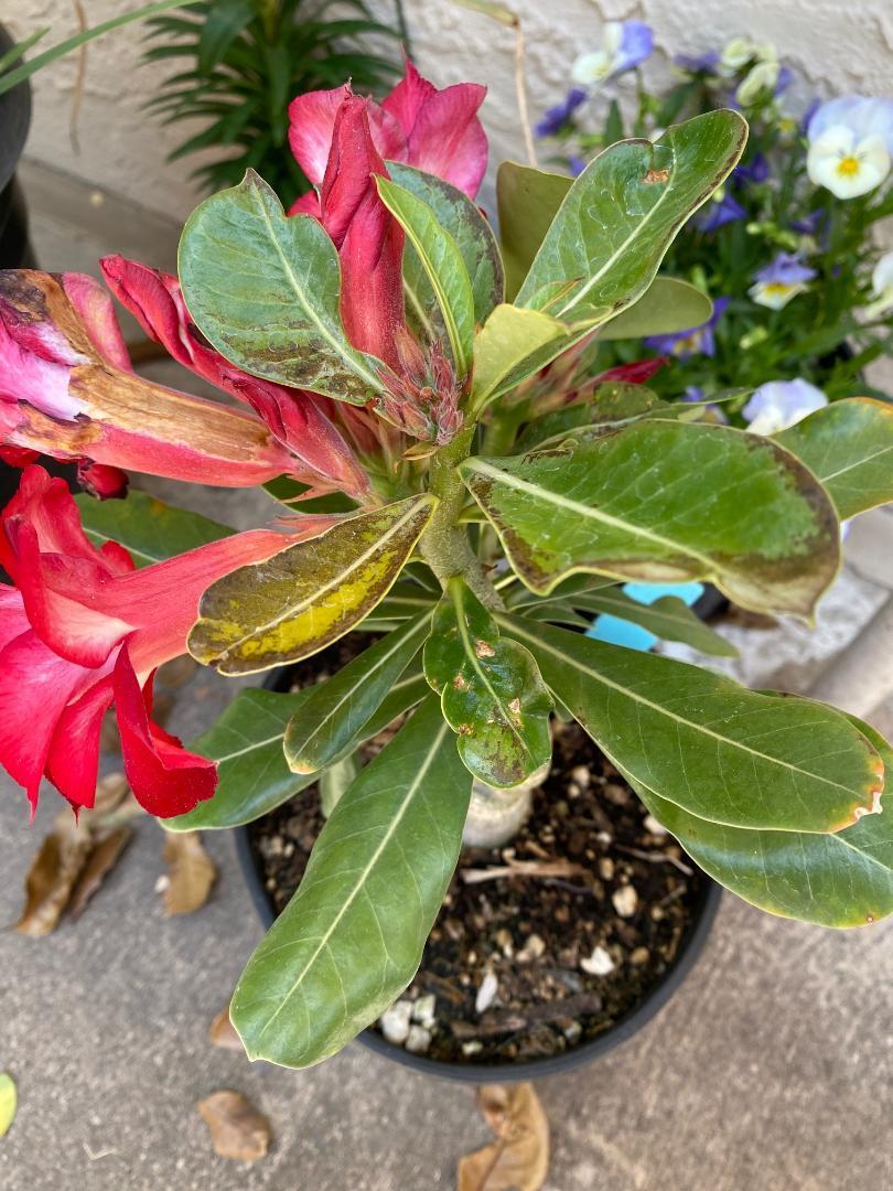 Desert Rose - Adenium Arabicum Vigoro in the Ask a Question forum ...