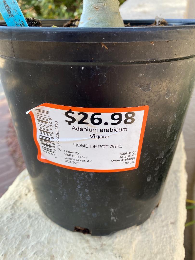 Desert Rose - Adenium Arabicum Vigoro in the Ask a Question forum ...