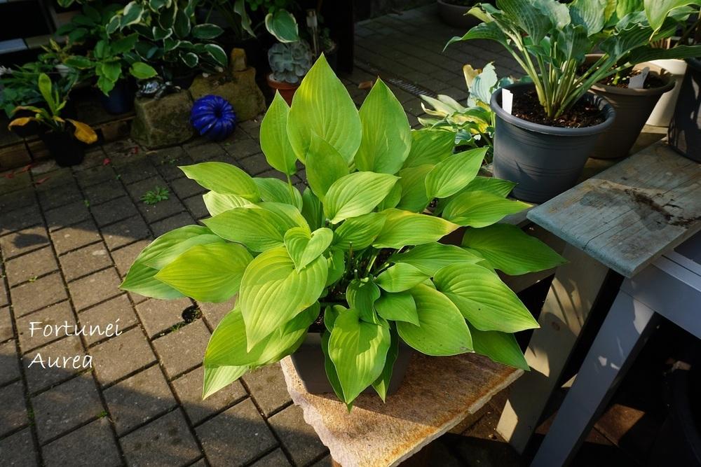 Hosta 'Fortunei Aurea' in the Hostas Database - Garden.org