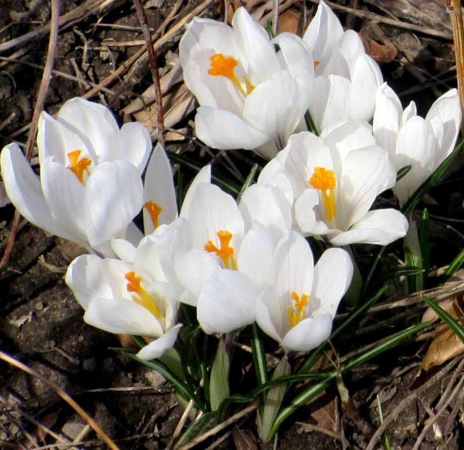 Photo of the bloom of Dutch Crocus (Crocus vernus 'Jeanne d'Arc ...