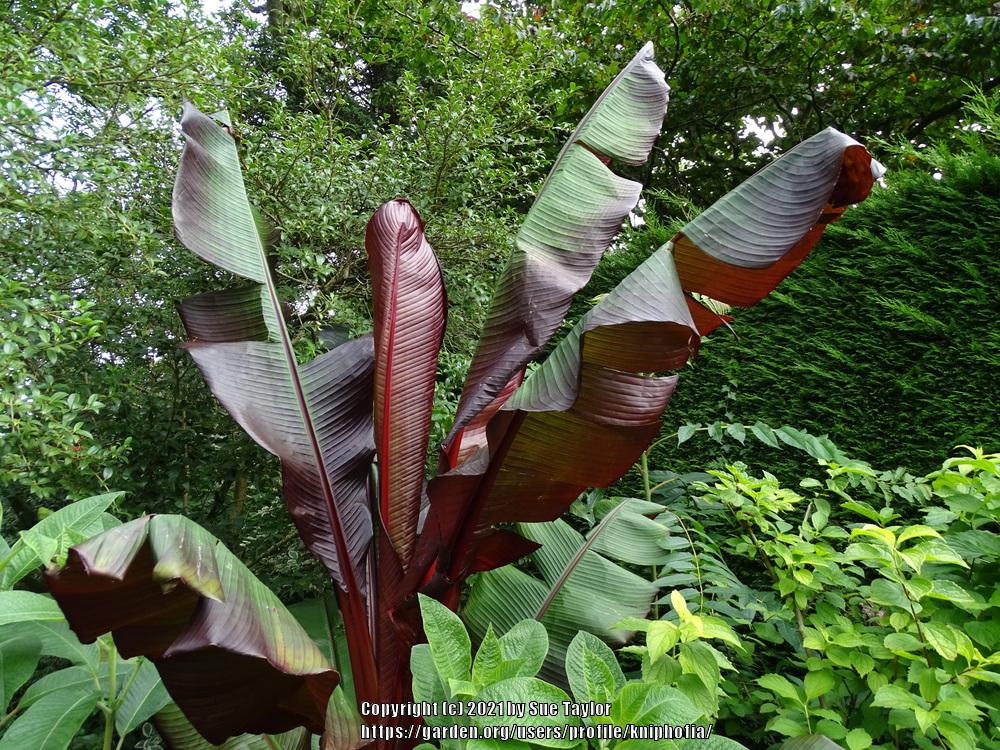 False Bananas: Plant Care and Collection of Varieties - Garden.org