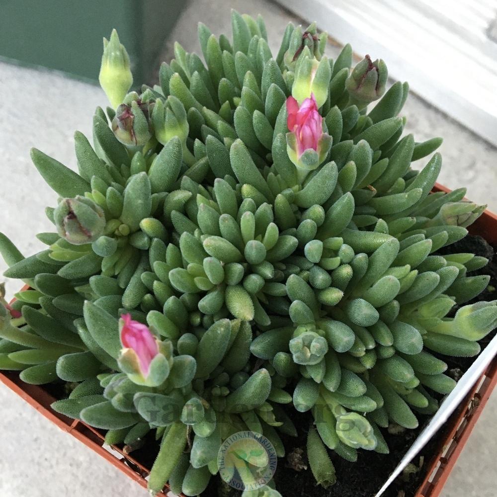 Photo of the seedling or young plant of Ice Plant (Delosperma 'Rock ...