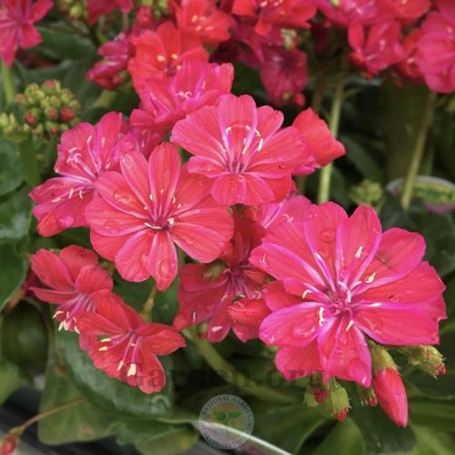 Siskiyou Bitterroot (Lewisia cotyledon 'Elise Ruby Red') - Garden.org