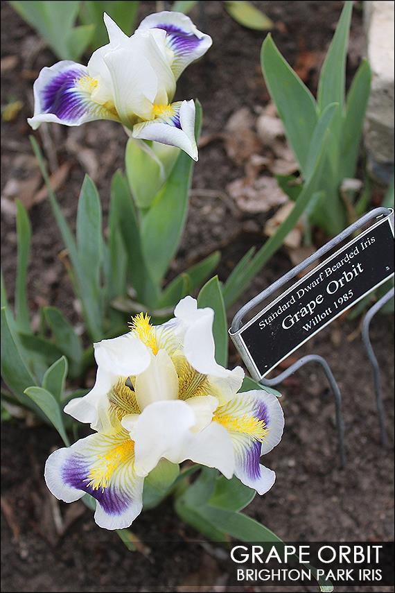 Photo of the bloom of Standard Dwarf Bearded Iris (Iris 'Grape Orbit ...