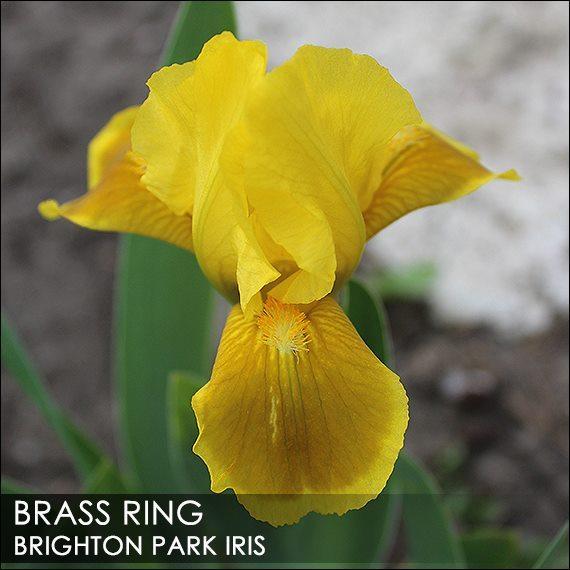 Standard Dwarf Bearded Iris (Iris 'Brass Ring') in the Irises Database ...