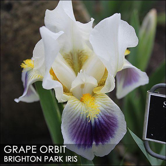 Photo of the bloom of Standard Dwarf Bearded Iris (Iris 'Grape Orbit ...
