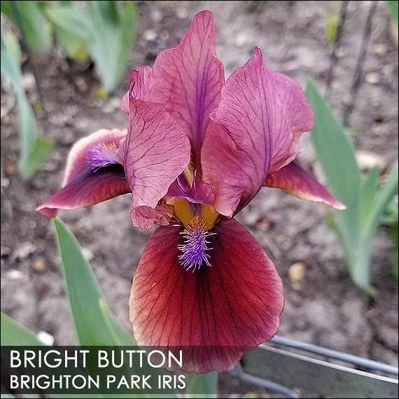 Standard Dwarf Bearded Iris (Iris 'Bright Button') in the Irises ...