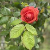 Photo of the bloom of Rose (Rosa 'Summer Song') posted by cliftoncat ...