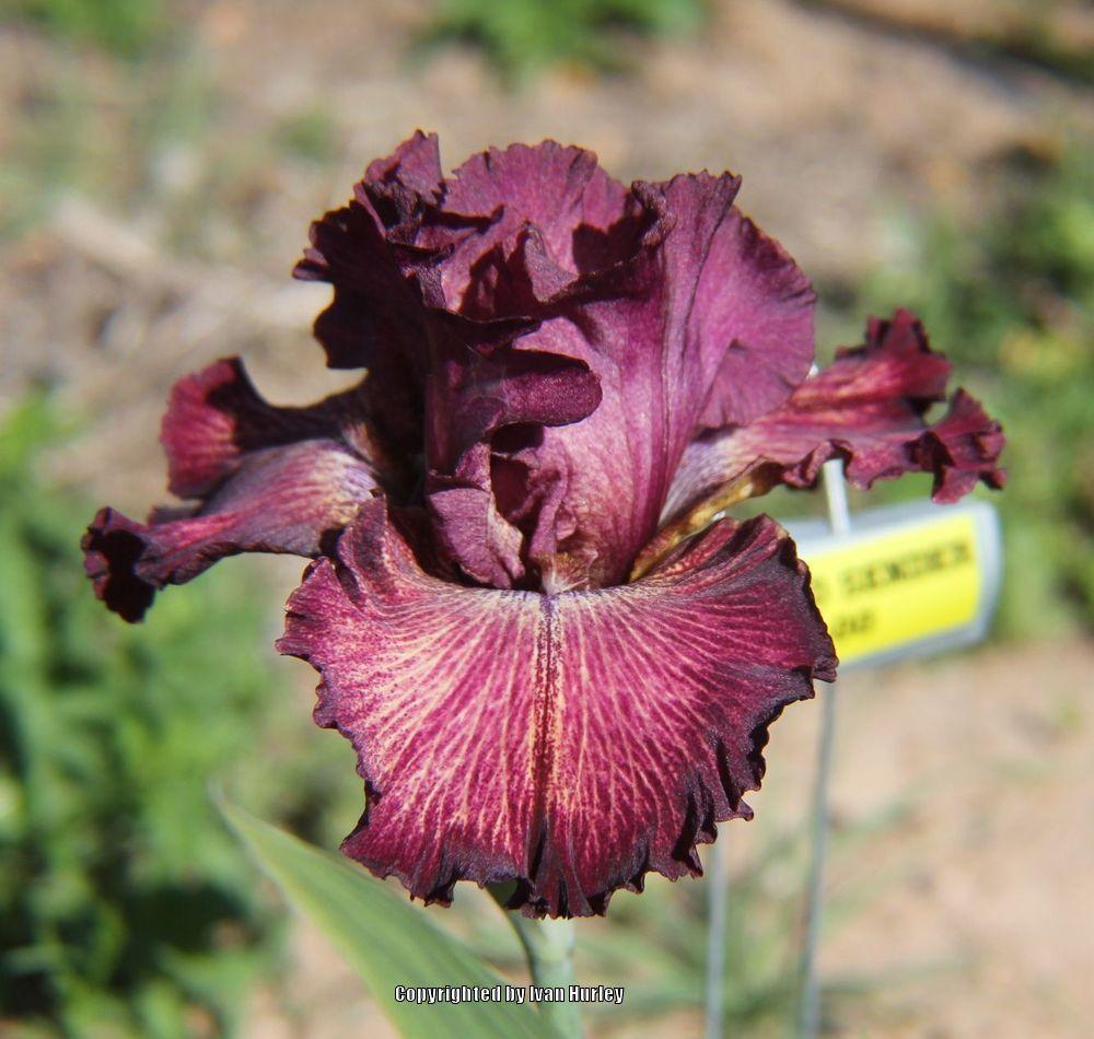 Tall Bearded Iris (Iris 'Return to Sender') in the Irises Database ...