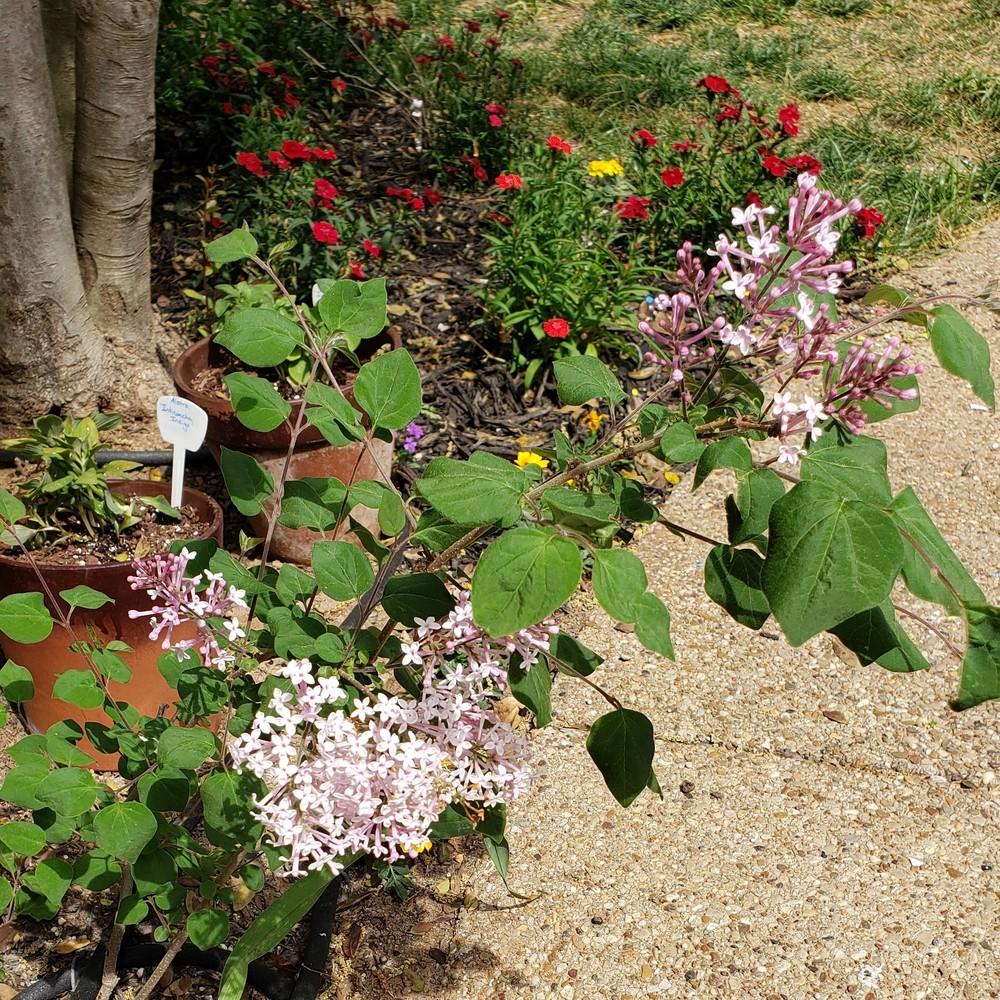Dwarf Lilac (Syringa Josee™) in the Lilacs Database - Garden.org