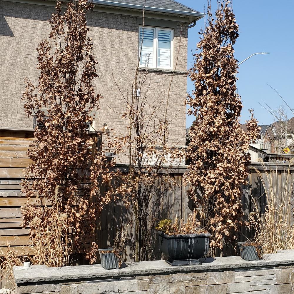 Columnar oak dying in the Ask a Question forum - Garden.org
