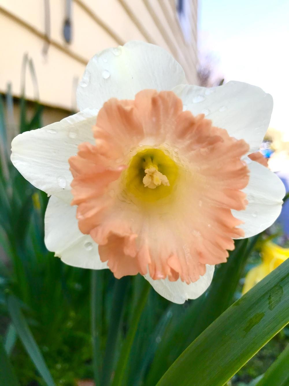 Photo of the bloom of Trumpet Daffodil (Narcissus 'Pink Parasol ...