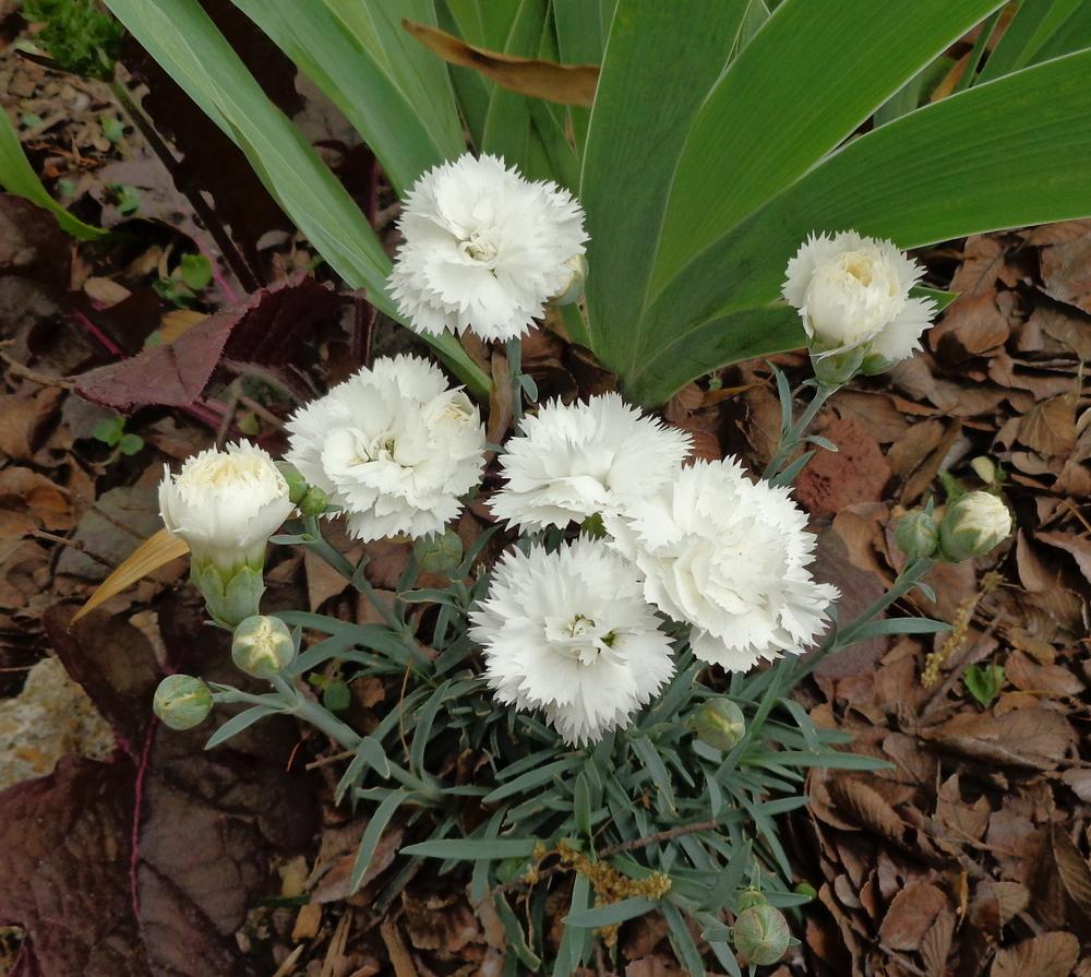 Border Pinks (Dianthus Early Bird™ Frosty) in the Dianthus Database ...