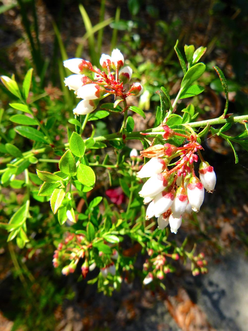 Photo of the bloom of Shiny Blueberry (Vaccinium myrsinites) posted by ...