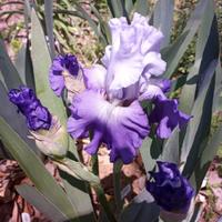 Tall Bearded Iris (Iris 'October Sky') in the Irises Database - Garden.org