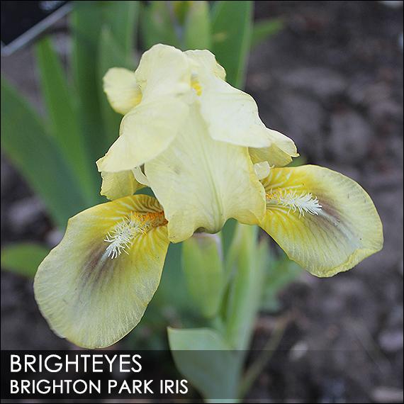 Standard Dwarf Bearded Iris (Iris 'Brighteyes') in the Irises Database ...