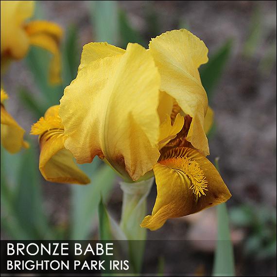 Standard Dwarf Bearded Iris (Iris 'Bronze Babe') in the Irises Database ...