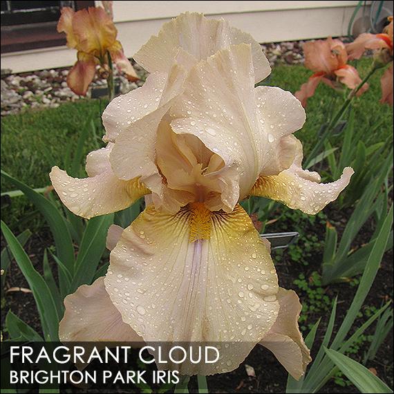 Tall Bearded Iris (Iris 'Fragrant Cloud') in the Irises Database ...