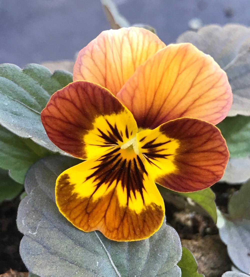 Horned Violet (Viola cornuta Deltini™ Honeybee) in the Violas Database ...