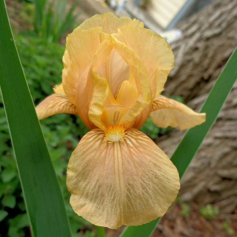 Miniature Tall Bearded Iris (Iris 'Apricot Drops') in the Irises ...