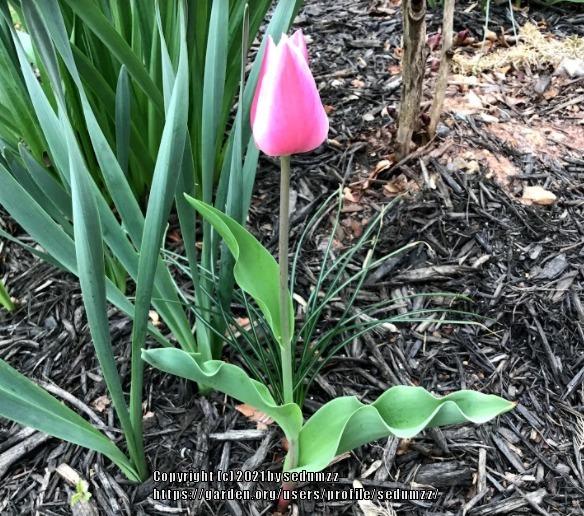 Triumph Tulip (Tulipa 'Carola') in the Tulips Database - Garden.org
