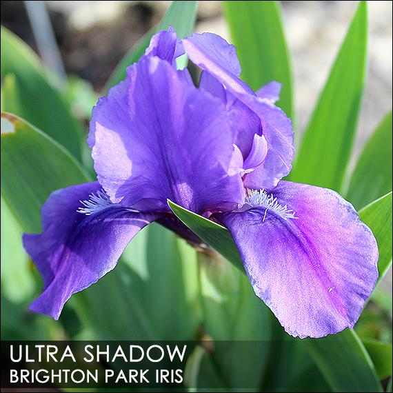 Miniature Dwarf Bearded Iris (Iris 'Ultra Shadow') in the Irises ...