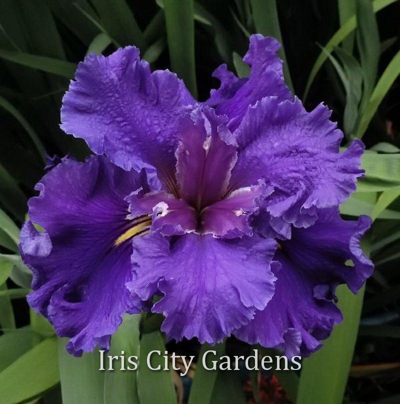 Louisiana Iris (Iris 'Ruffle of Spring') in the Irises Database ...