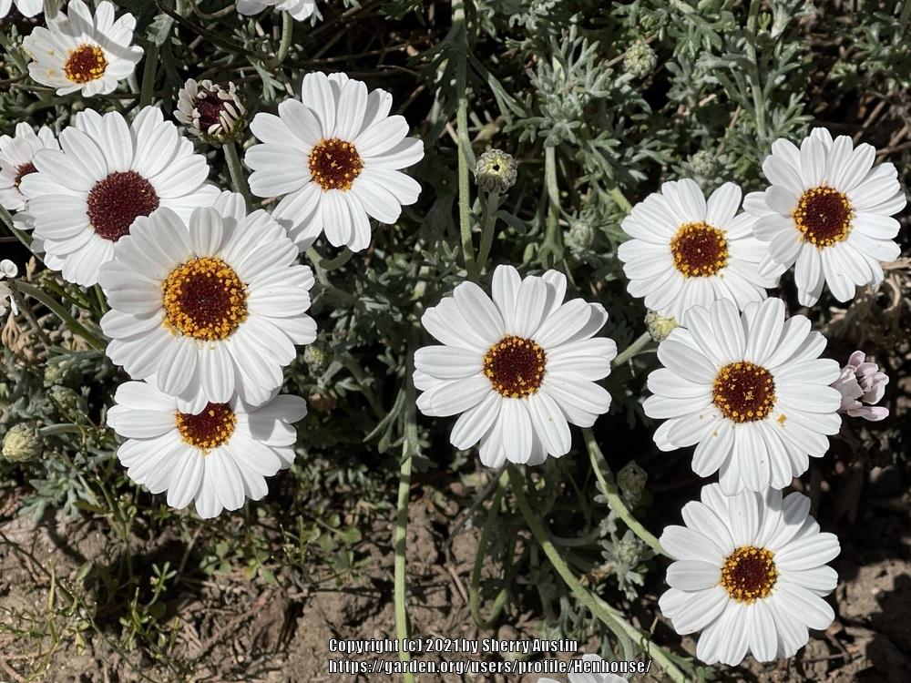Moroccan Daisy (Rhodanthemum hosmariense 'Casablanca') - Garden.org
