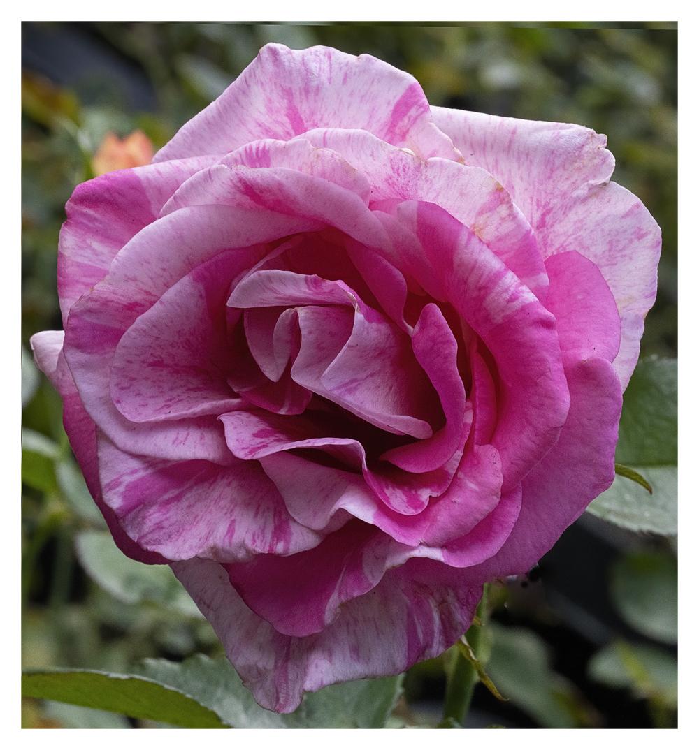 Parade Day in the Roses forum - Garden.org
