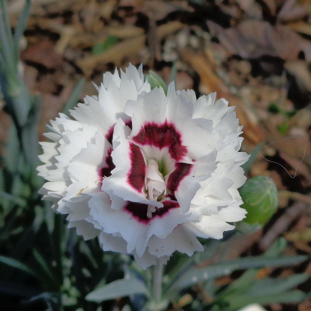 Dianthus Scent First® Coconut Sundae in the Dianthus Database - Garden.org