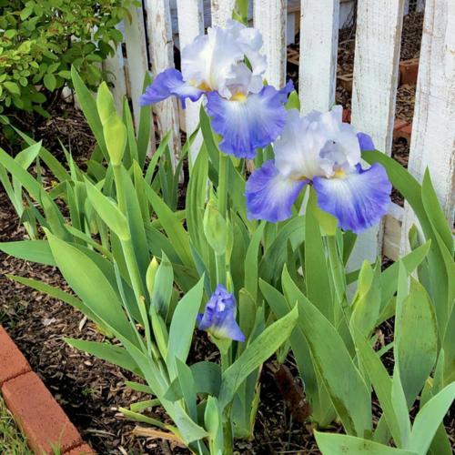 Tall Bearded Iris (Iris 'Alizés') in the Irises Database - Garden.org