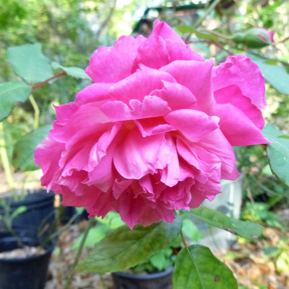 Rose (Rosa 'Florence Bowers' Pink Tea') in the Roses Database - Garden.org