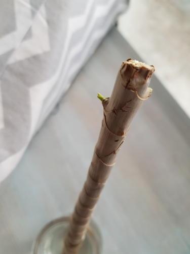 What is this stick? in the Plant ID forum - Garden.org