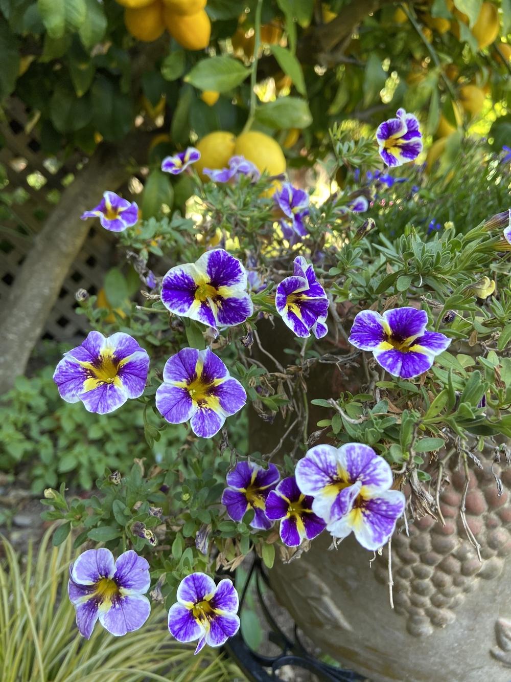 Photo of the bloom of Million Bells (Calibrachoa Candy Shop™ Grape ...