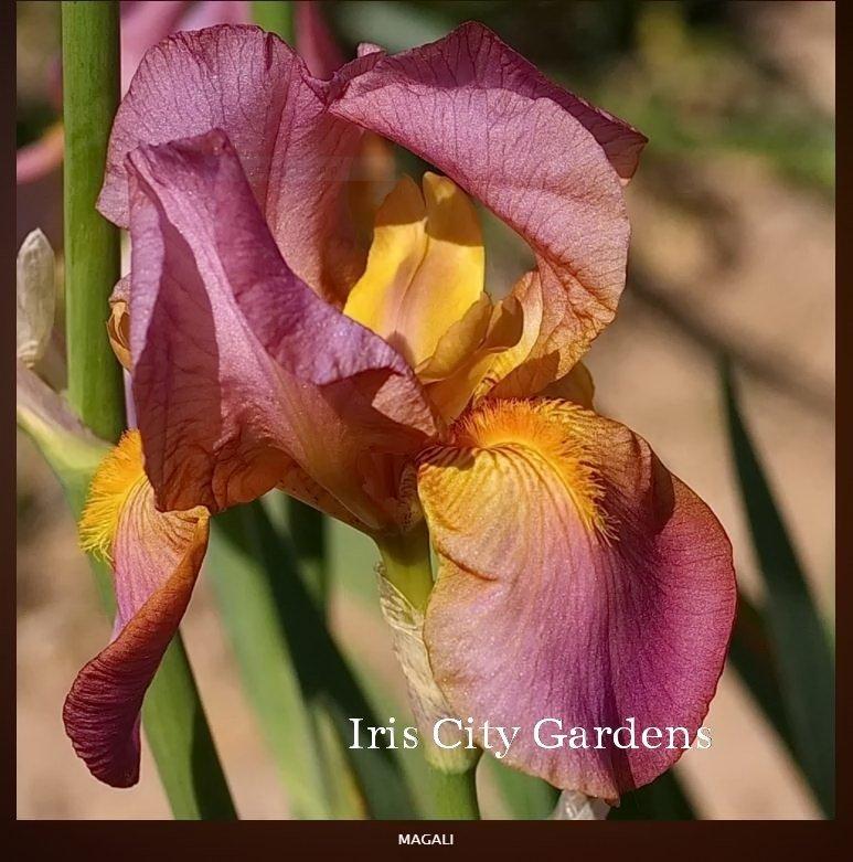 Tall Bearded Iris (Iris 'Magali') in the Irises Database - Garden.org