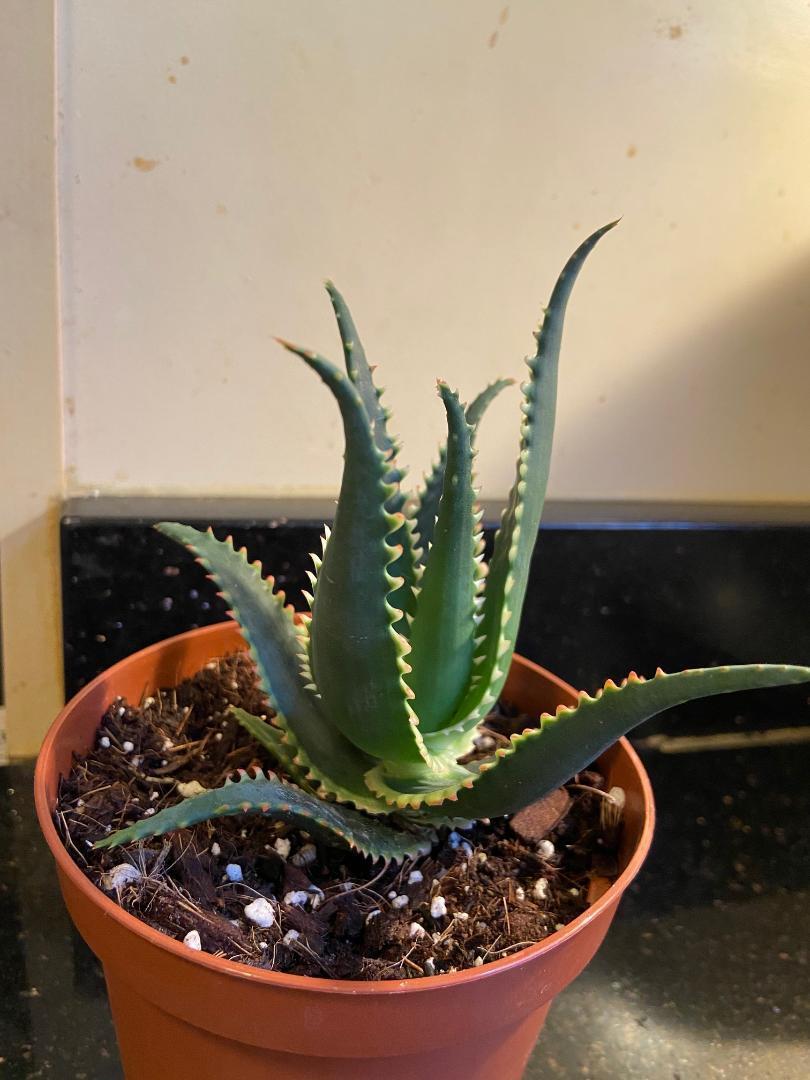 Aloe Jurassic Dragon® in the Aloes Database - Garden.org