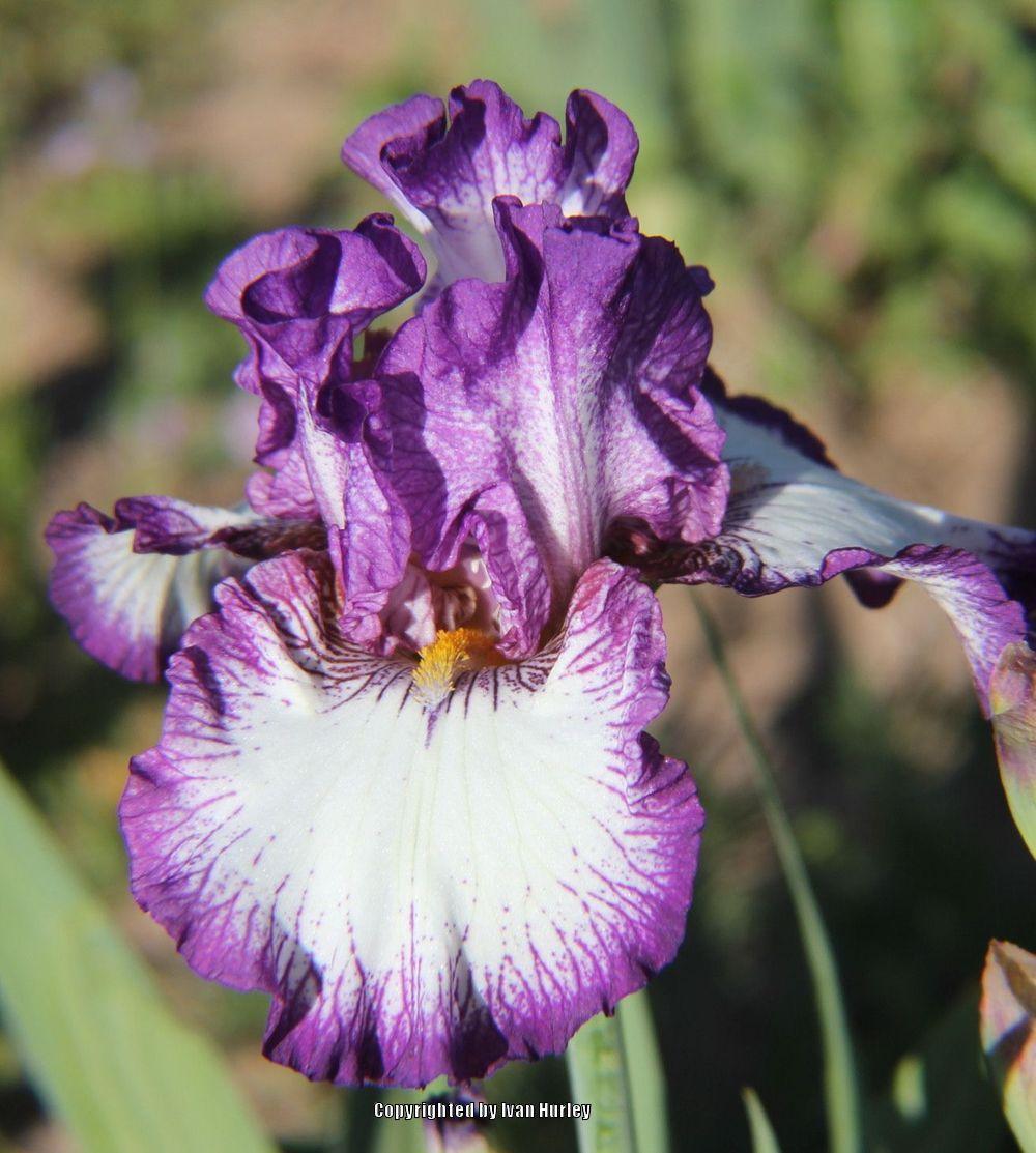 Tall Bearded Iris (Iris 'Berry Ripple') in the Irises Database - Garden.org