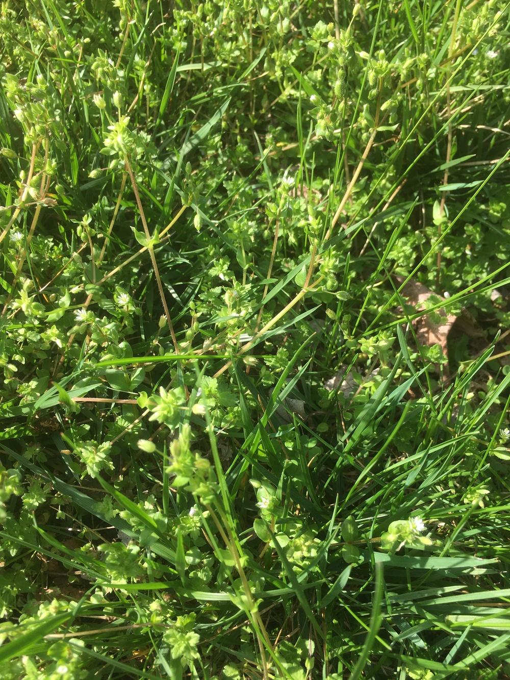 Tree / Shrub / Weed ID in the Plant ID forum - Garden.org