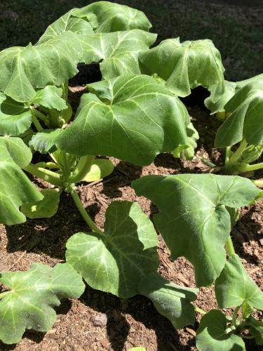 Squash / Zucchini plants look like this: Is this overwatered or under ...