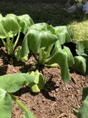Squash / Zucchini plants look like this: Is this overwatered or under ...