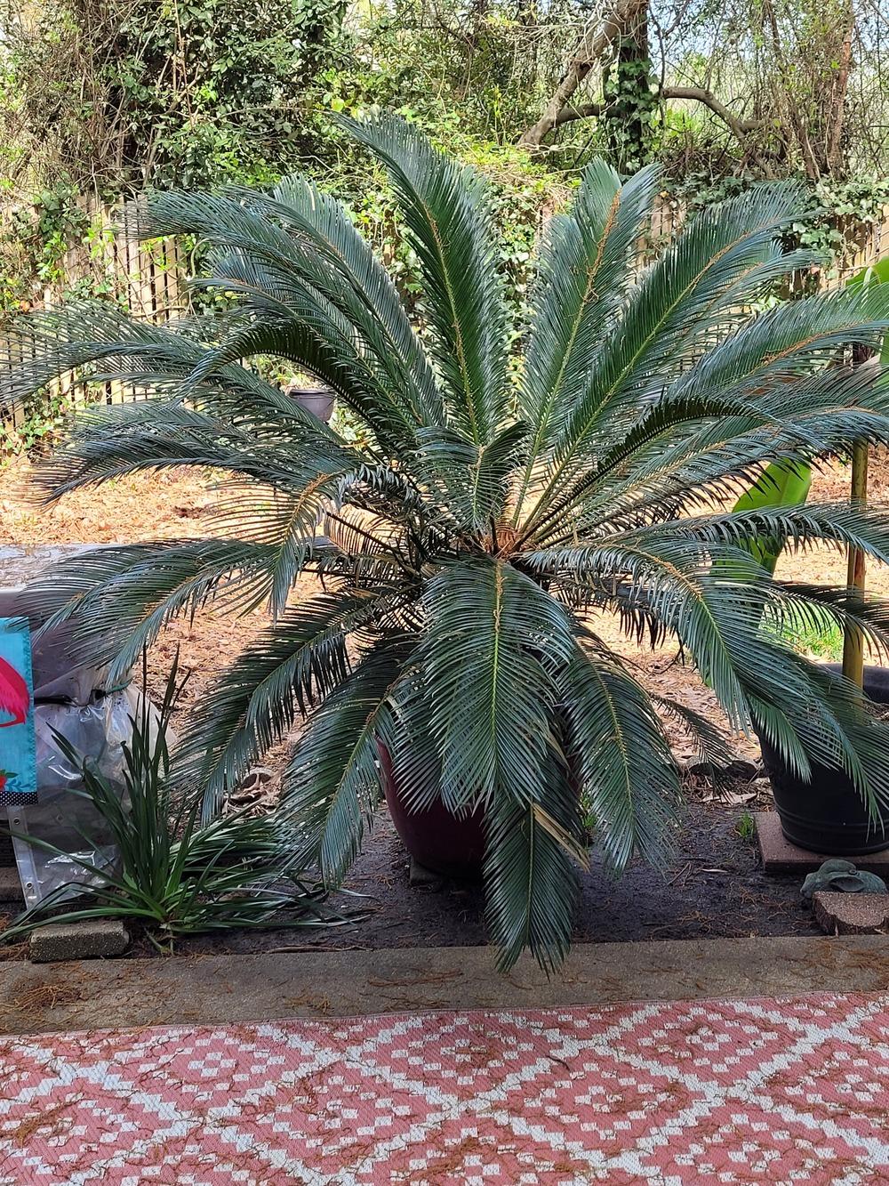 sago palm in the Ask a Question forum - Garden.org