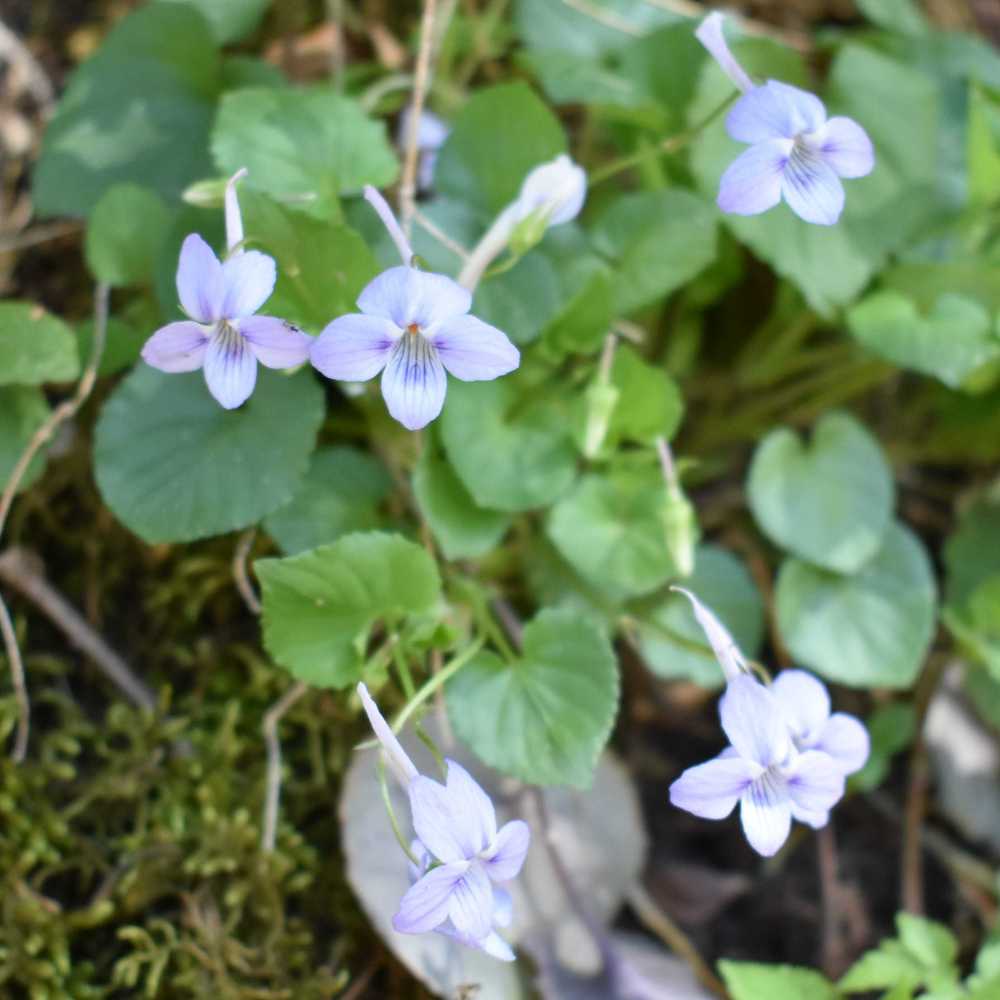 Longspur Violet (Viola rostrata) in the Violas Database - Garden.org