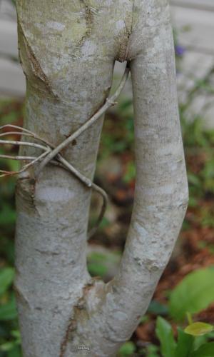 How to accomplish two trees into one? in the Trees and Shrubs forum ...